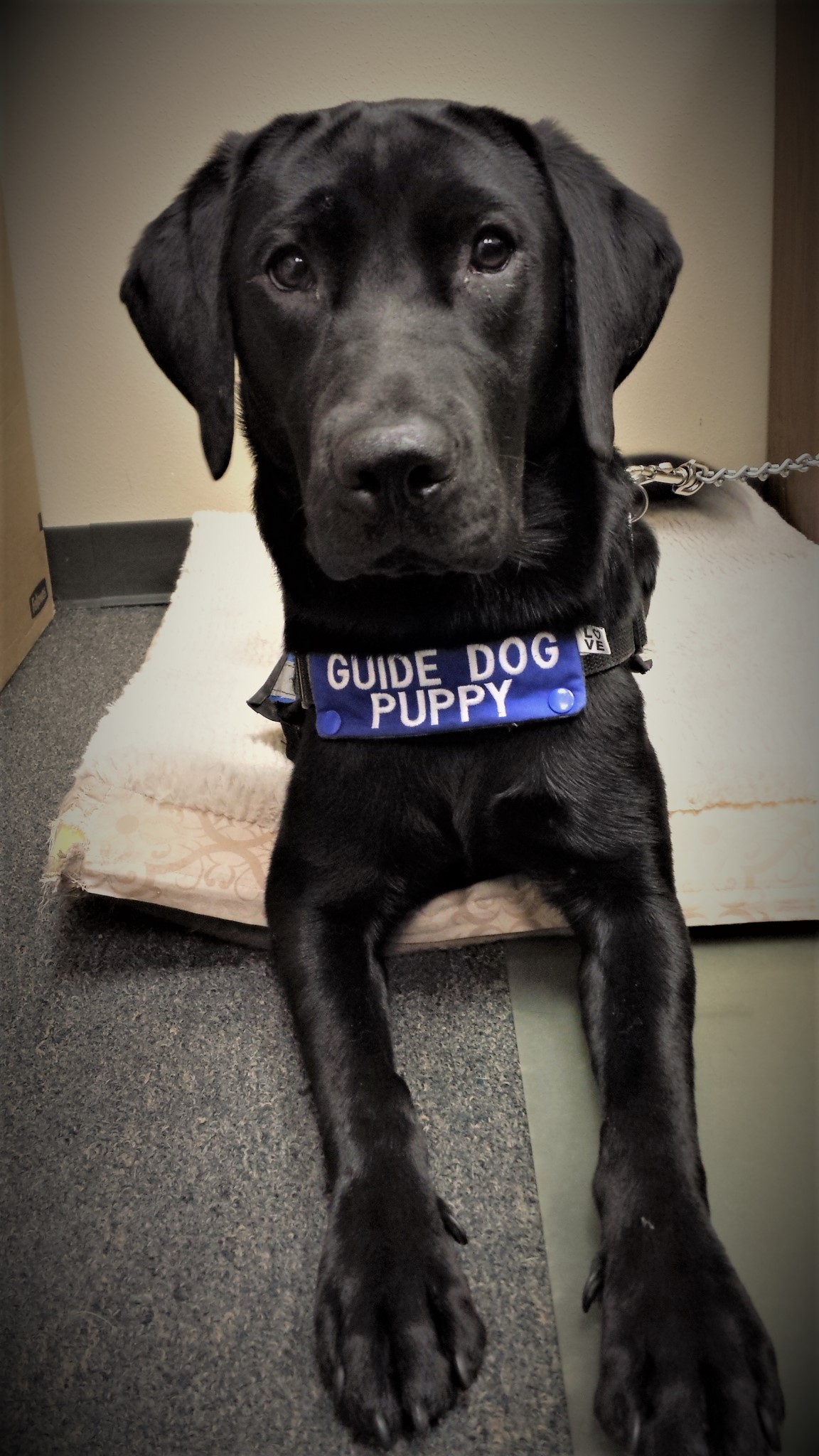 Community involvement, Southeastern Guide Dogs, Faithful Paws